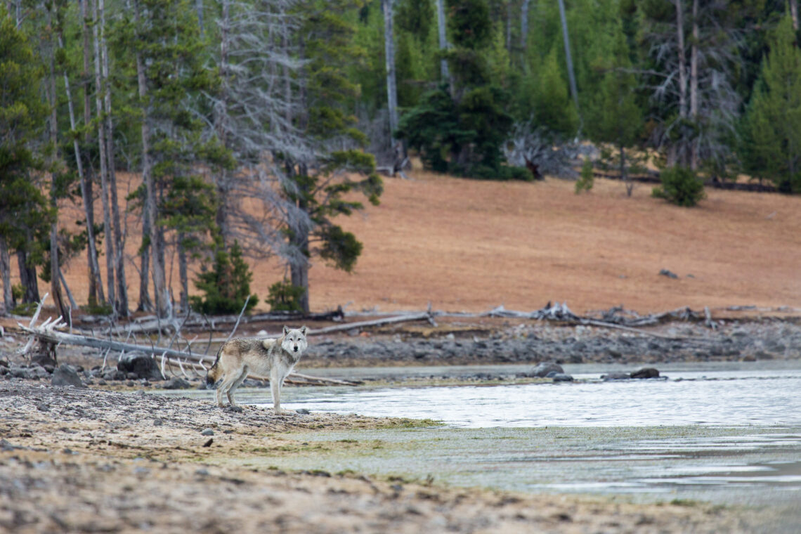 Surviving Wolf Attacks and The Myths Around them