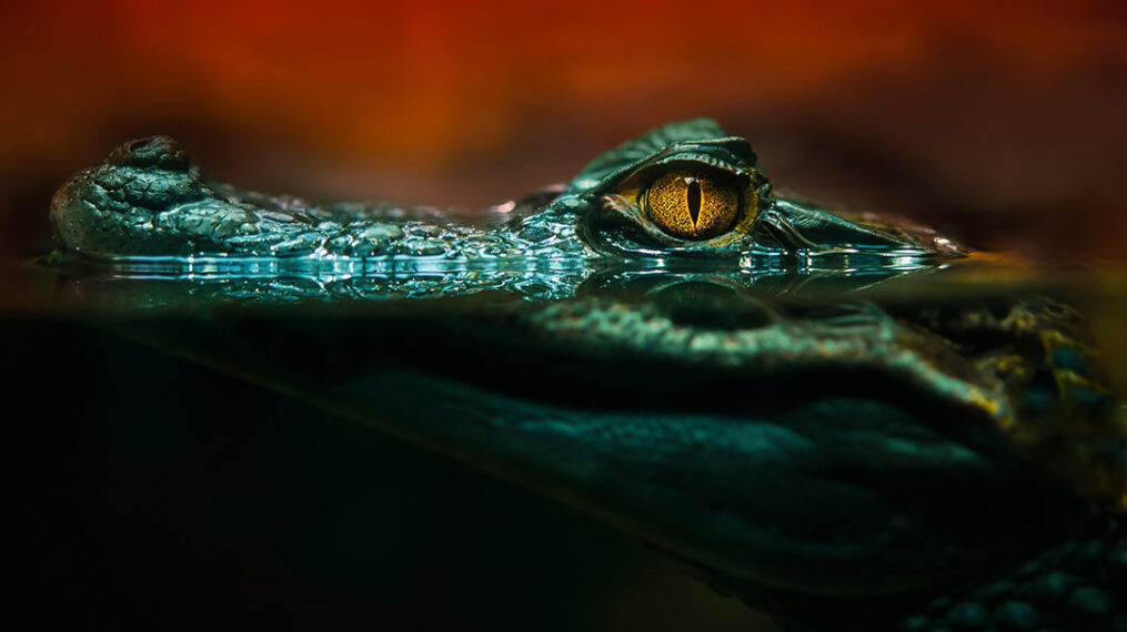 Killer Animals: Not All Predators Are Large and Intimidating